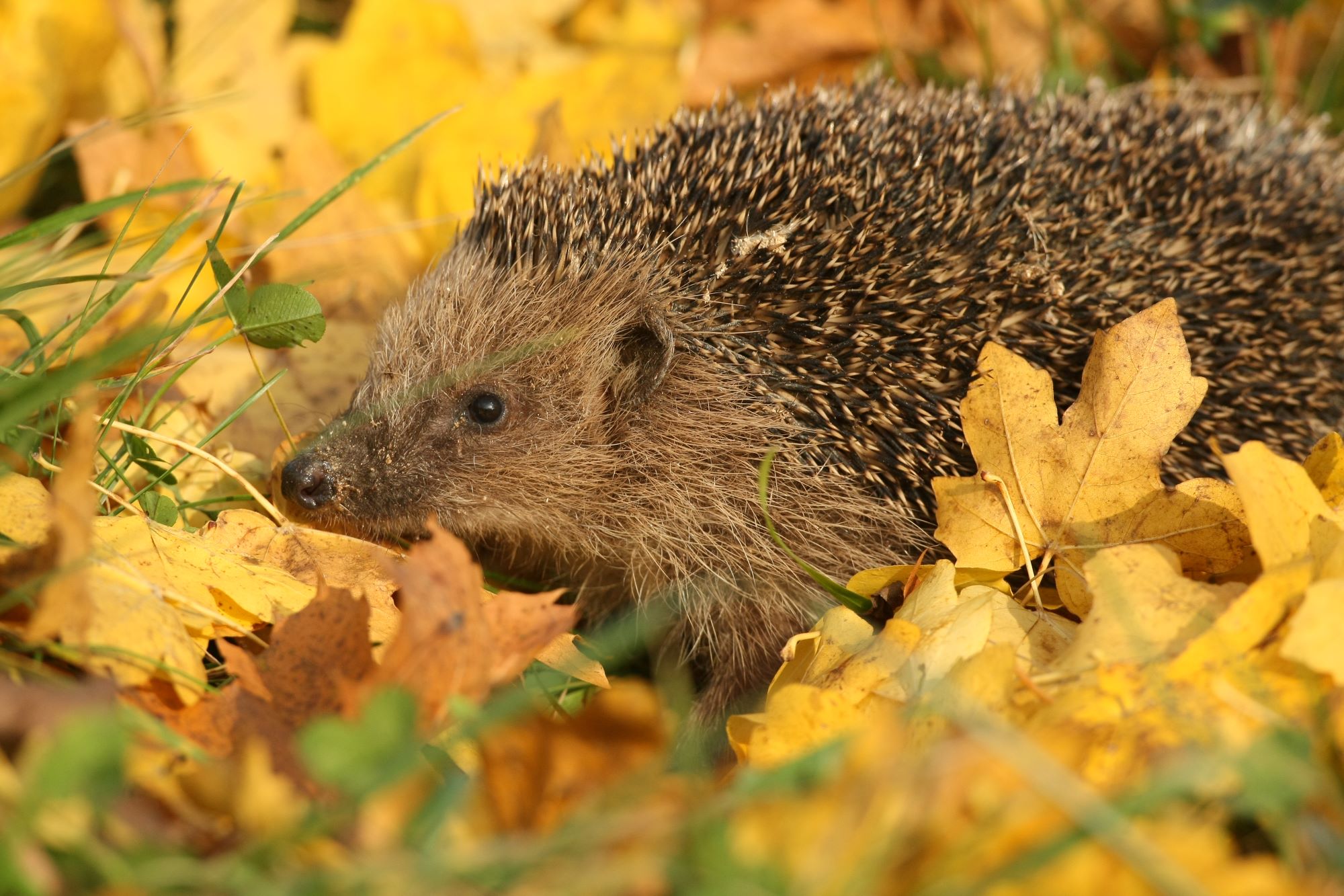 So wird der Herbstgarten zum Igelparadies - LBV
